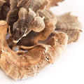 nutrient-rich turkey tail mushrooms