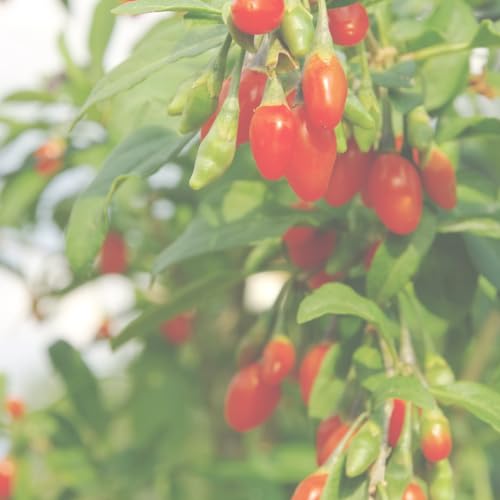 nutrient-rich vitamin and mineral blend