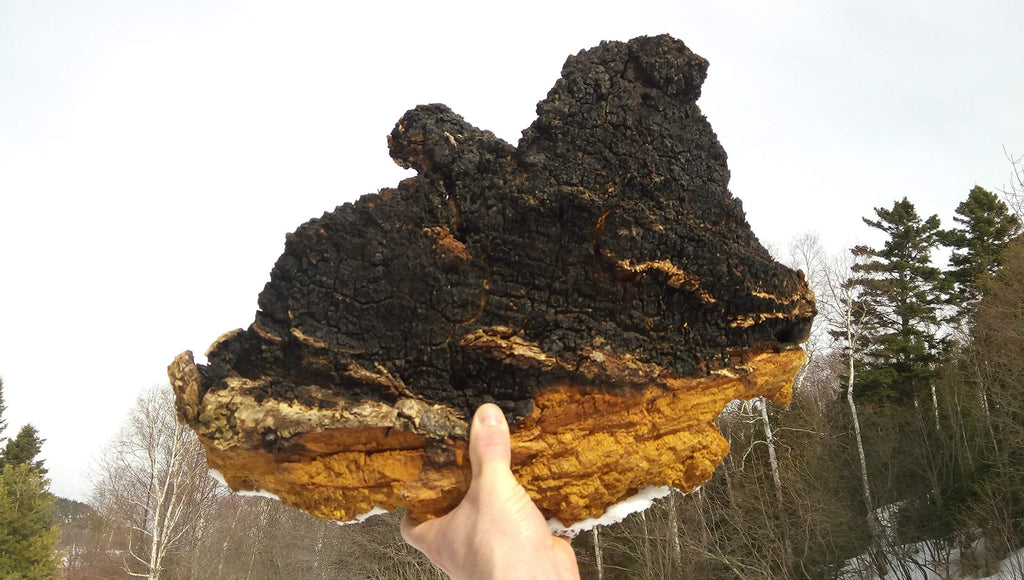 nutritional benefits of mushrooms