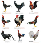 Nutritional support for roosters with B12