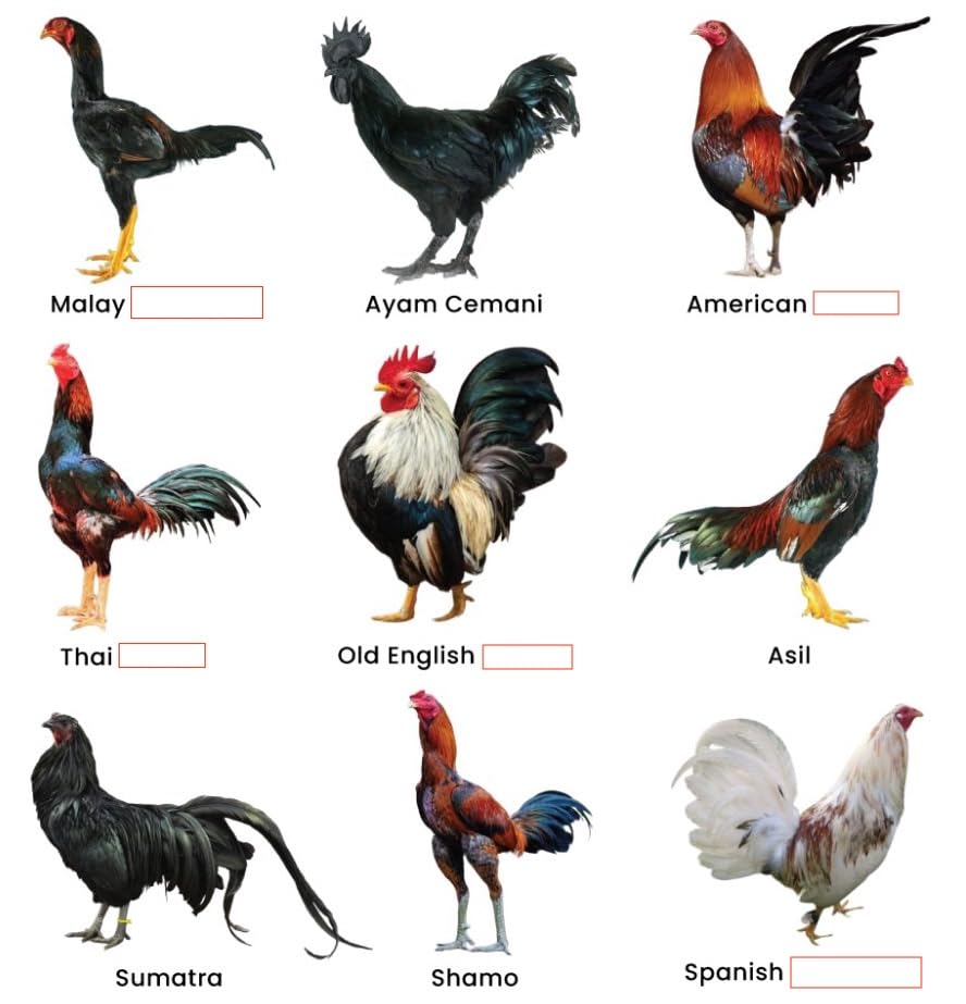 Nutritional support for roosters with B12
