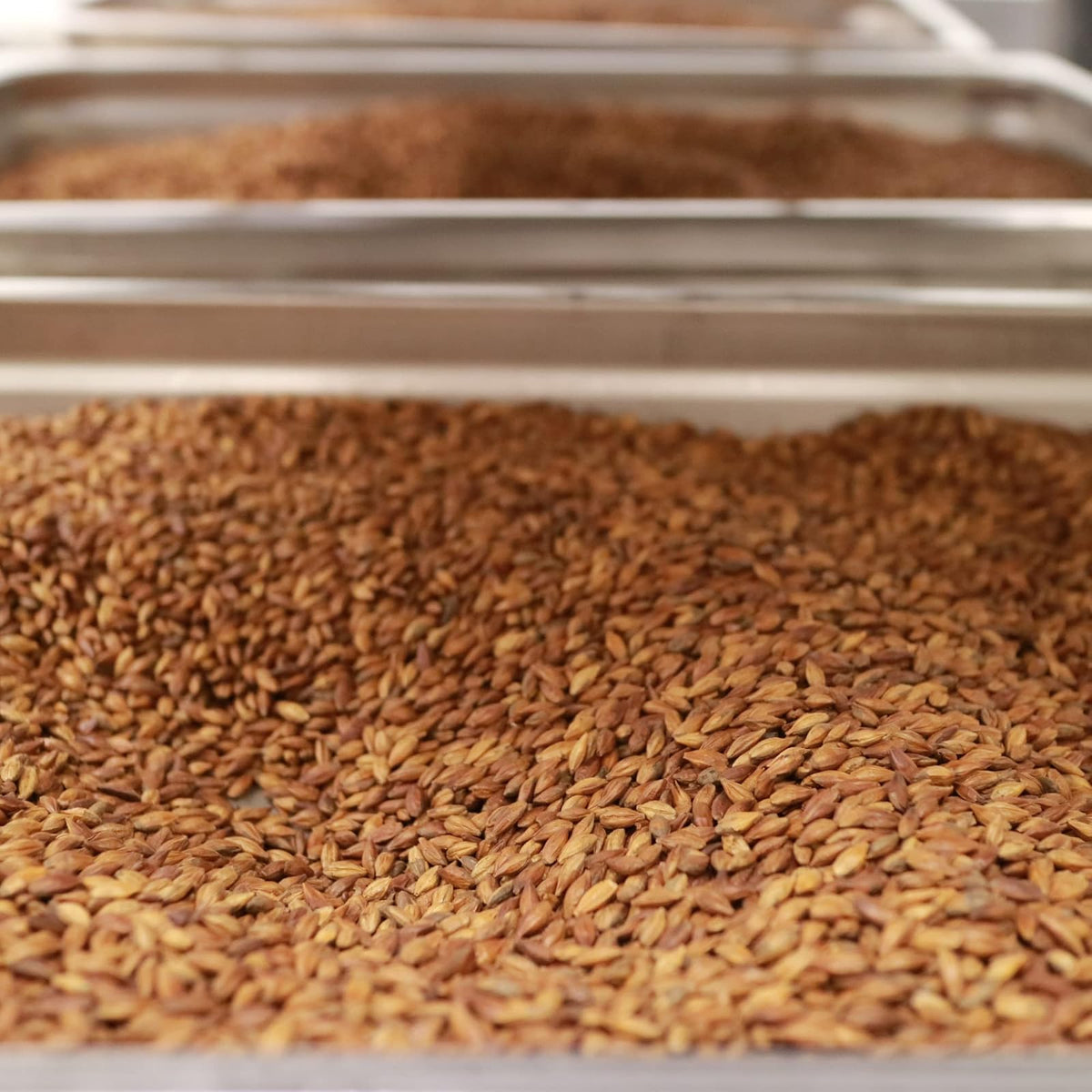 nutritious barley tea for wellness