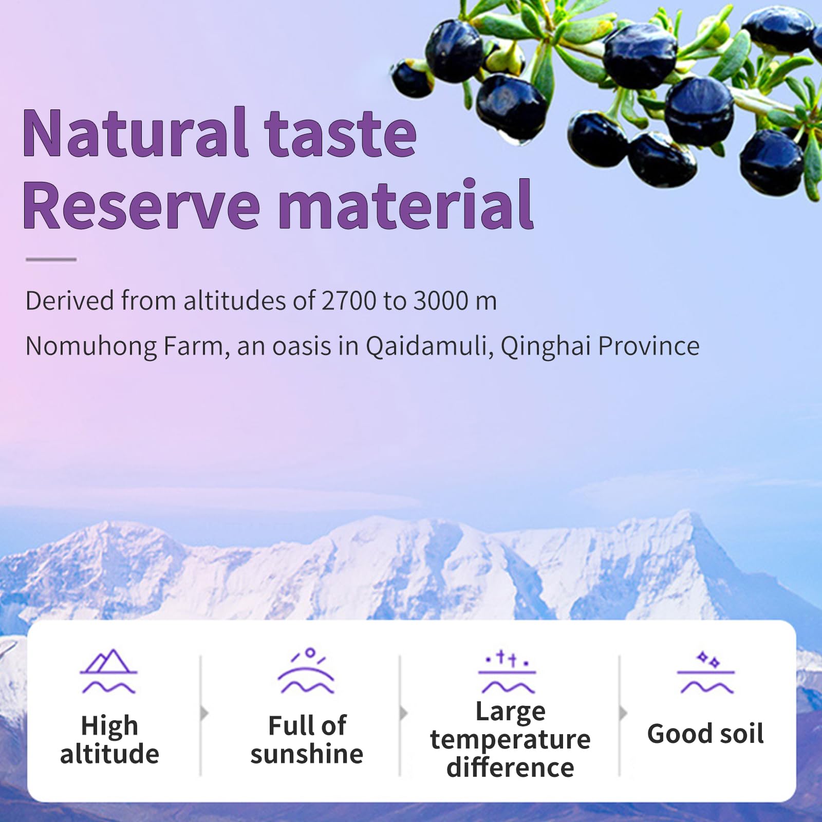nutritious black goji berry extract