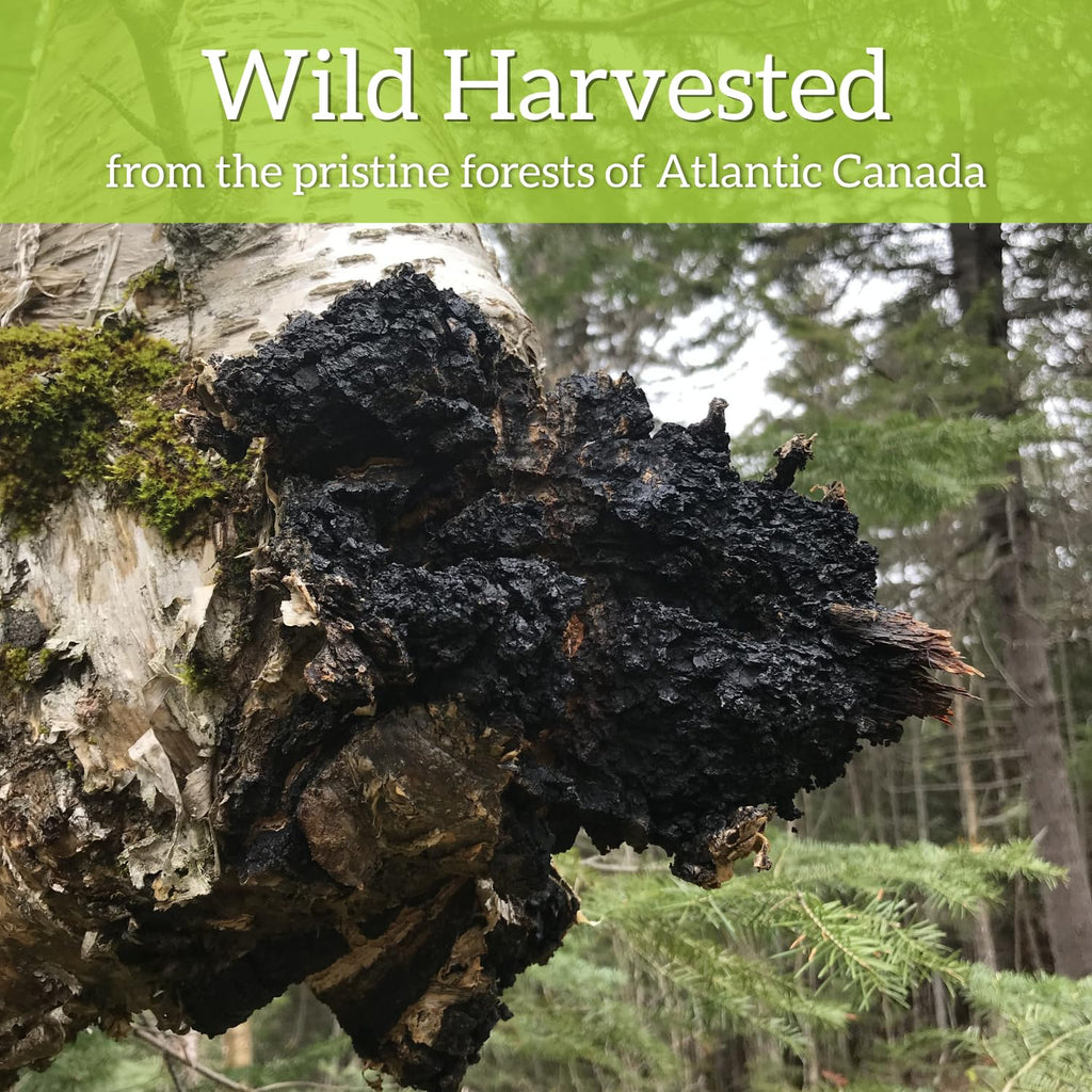 nutritious chaga tea benefits