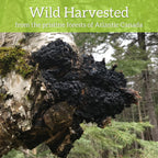 nutritious chaga tea benefits