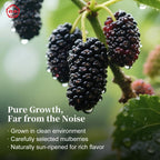 nutritious CO-OP black mulberries