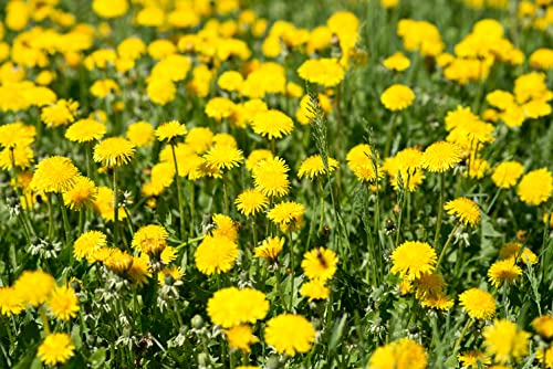 nutritious dandelion root herbal blend
