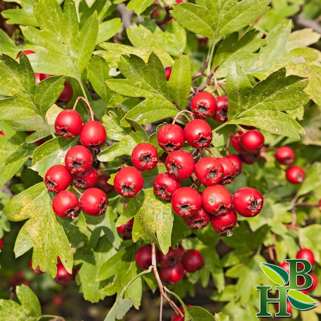 nutritious dried hawthorn for health benefits