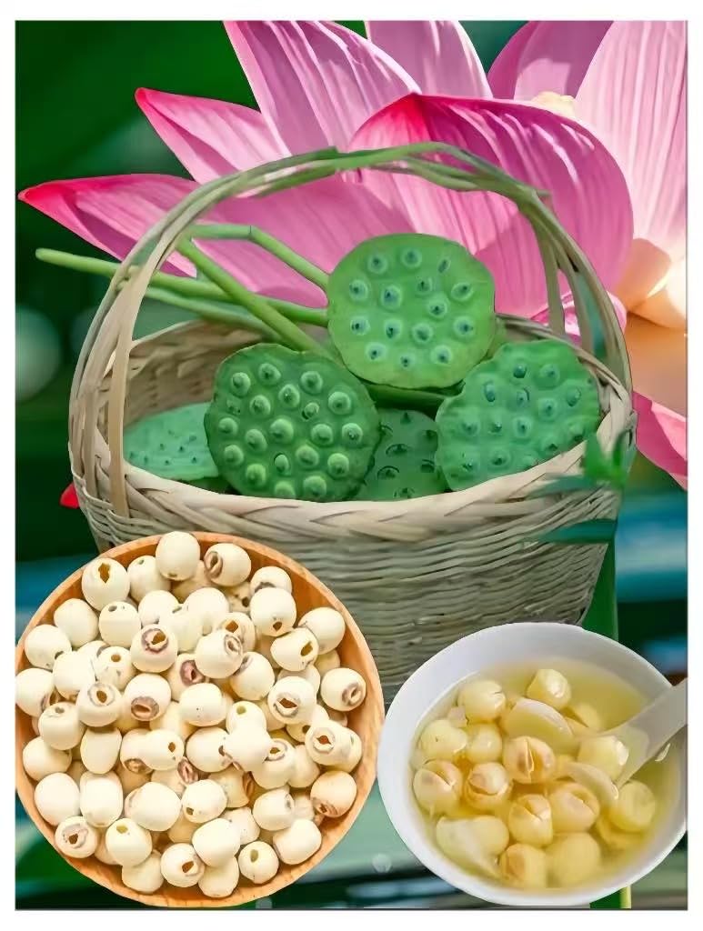 nutritious dried lotus seeds for snacks
