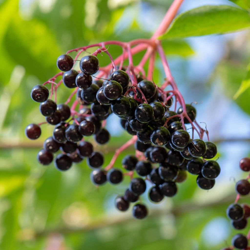 nutritious elderberry snack for kids