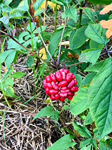 nutritious ginseng for immune support