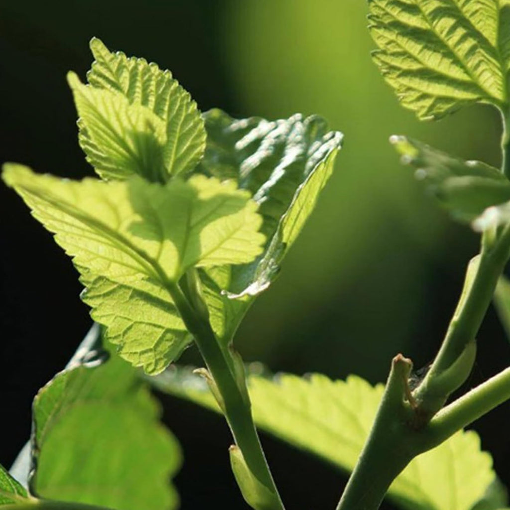 nutritious herbal tea for wellness