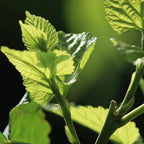 nutritious herbal tea for wellness