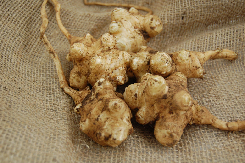 Nutritious Jerusalem artichoke for gardens