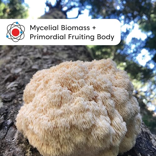 nutritious lion's mane mushroom supplement