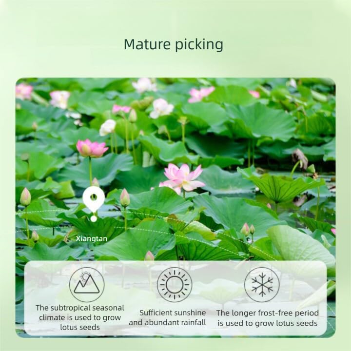 nutritious lotus seeds for wellness