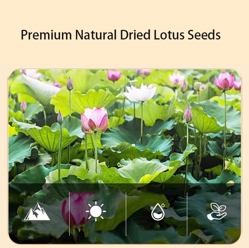 Nutritious lotus seeds for wellness