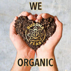 nutritious maca tea for daily use