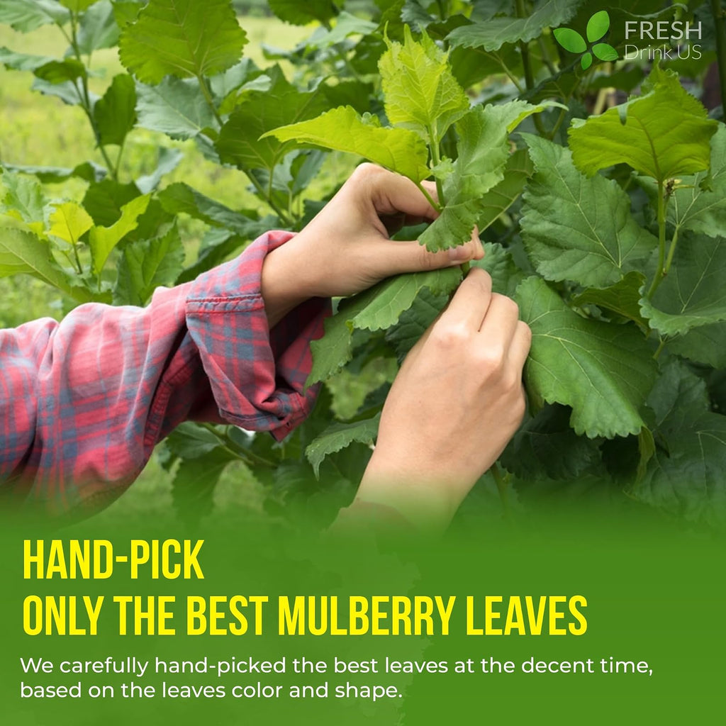 nutritious mulberry leaf tea benefits