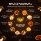 nutritious mushroom coffee blend