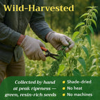 nutritious nettle seed infusion