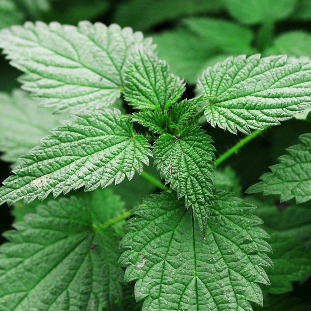 nutritious nettle tea for daily health