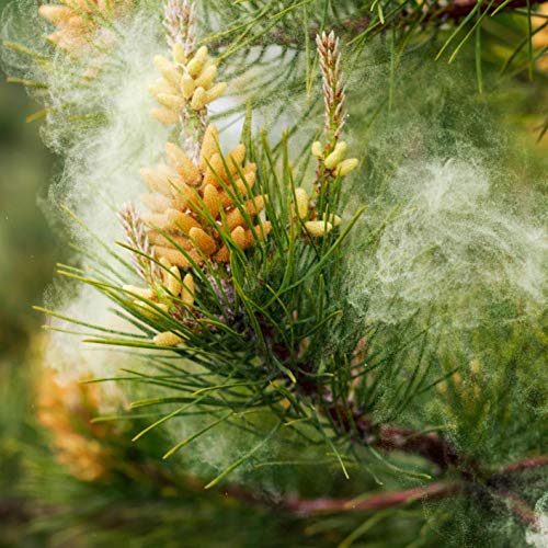 nutritious pine pollen for daily energy