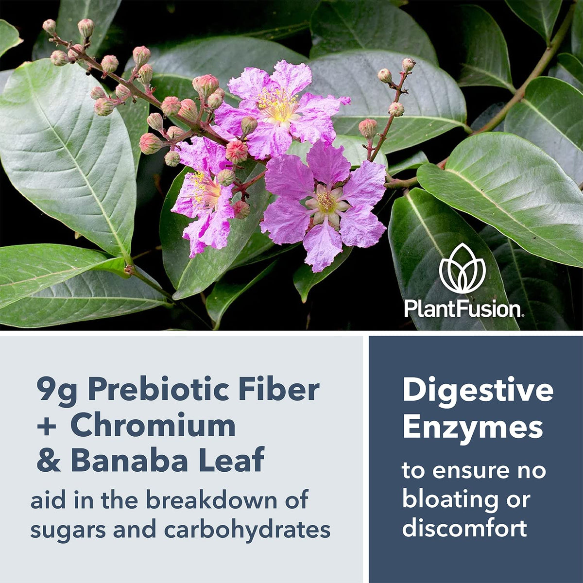nutritious plant based protein supplement