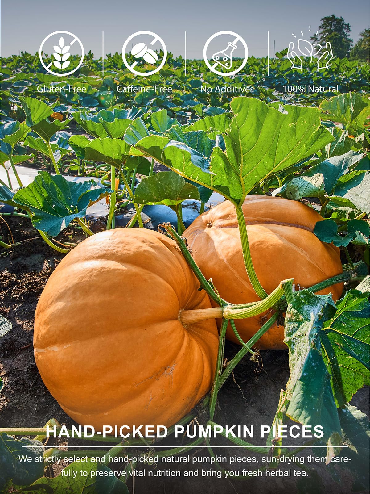 nutritious pumpkin tea blend