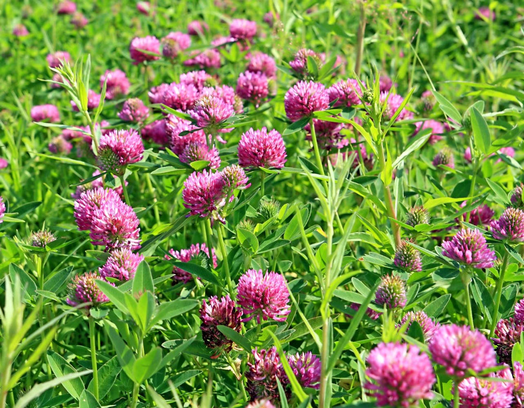 nutritious red clover herbal beverage