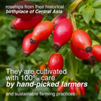 nutritious rosehips for herbal infusions