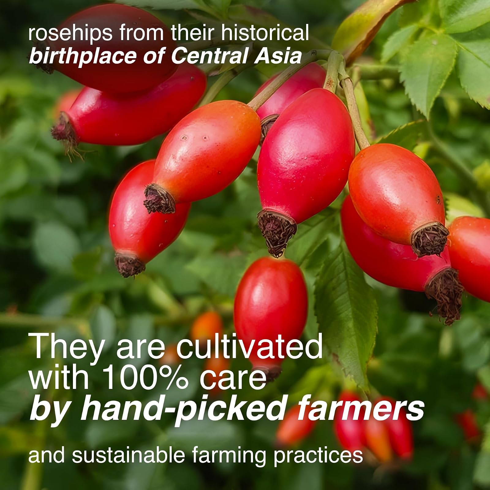 nutritious rosehips for herbal infusions