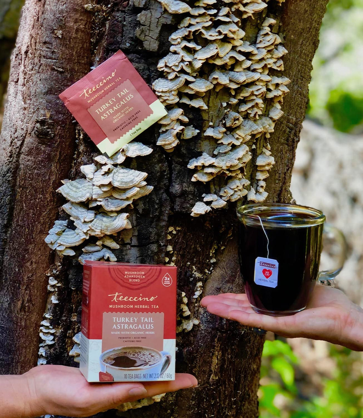 Nutritious Turkey Tail tea infusion