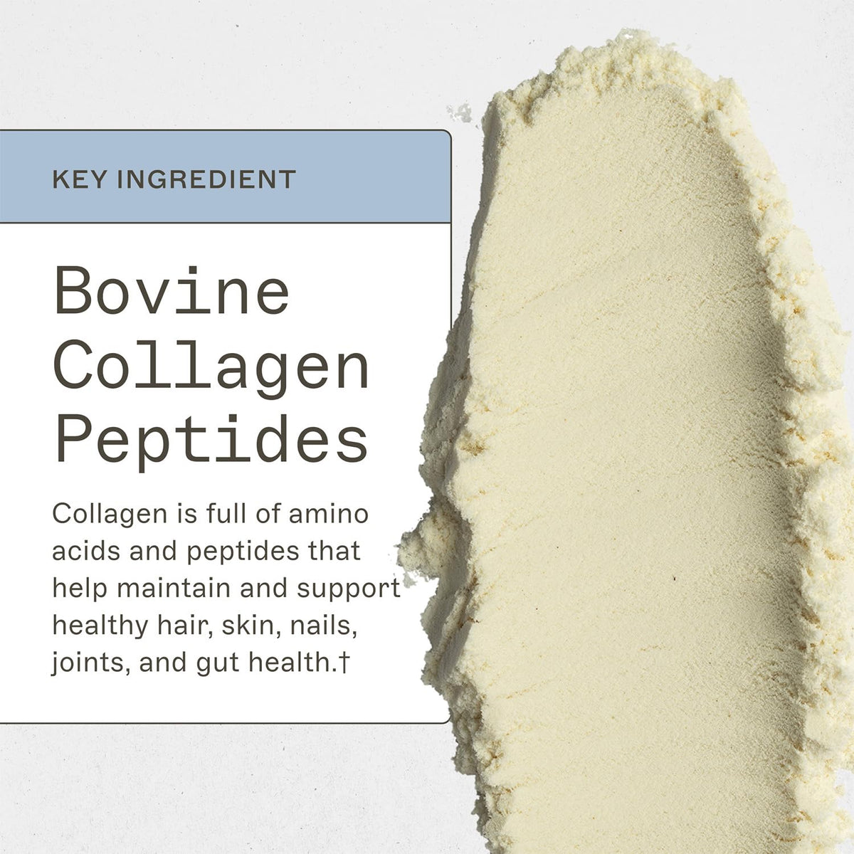 nutritious vanilla bean protein powder