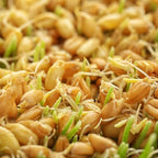 nutritious wheat grass powder supplement