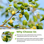 nutritious white mulberry leaf tea
