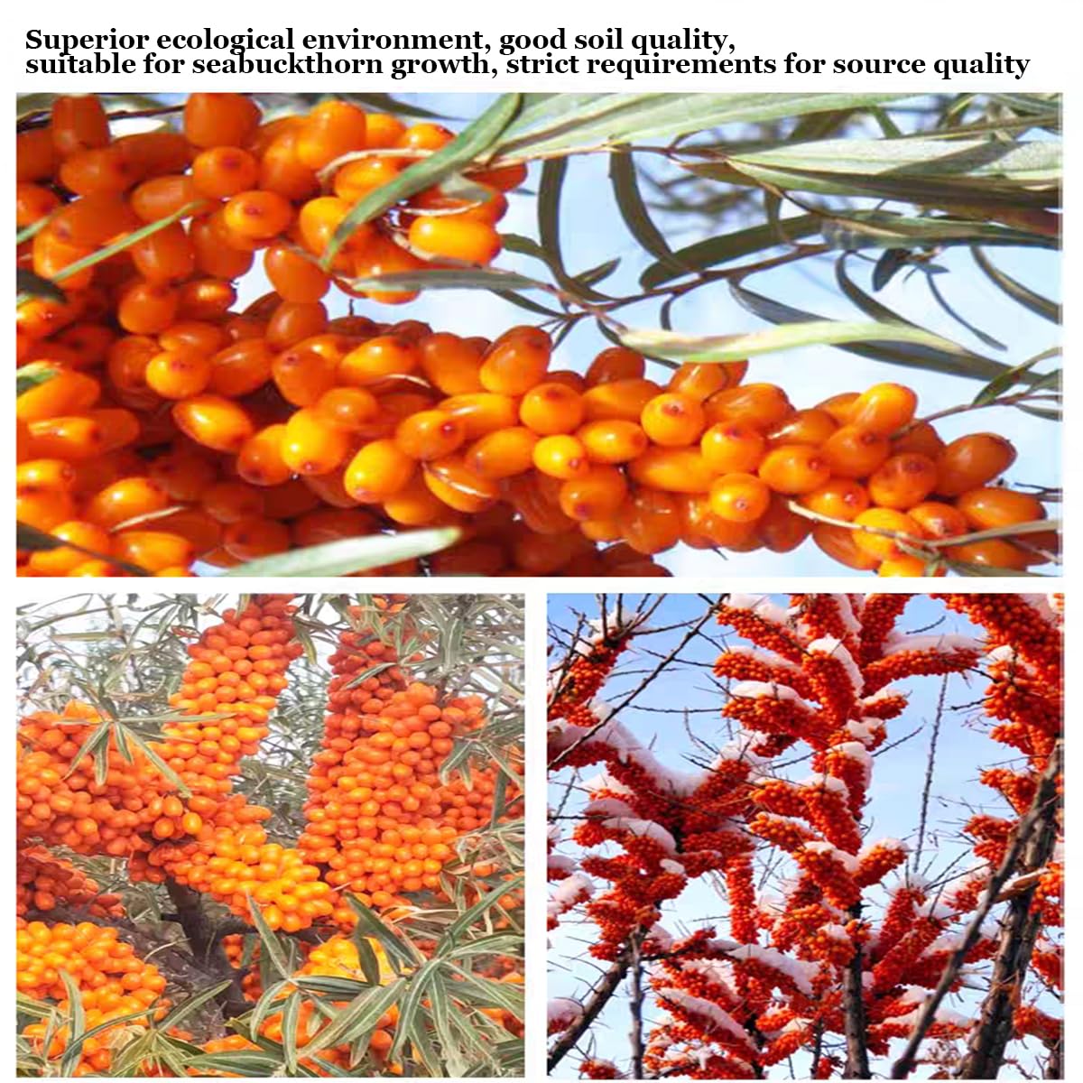 nutritious whole sea buckthorn fruit