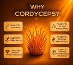 Nuvedo cordyceps health benefits