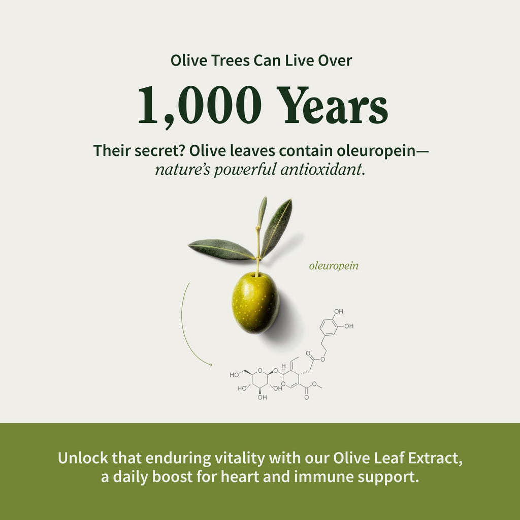 olive leaf extract for blood flow