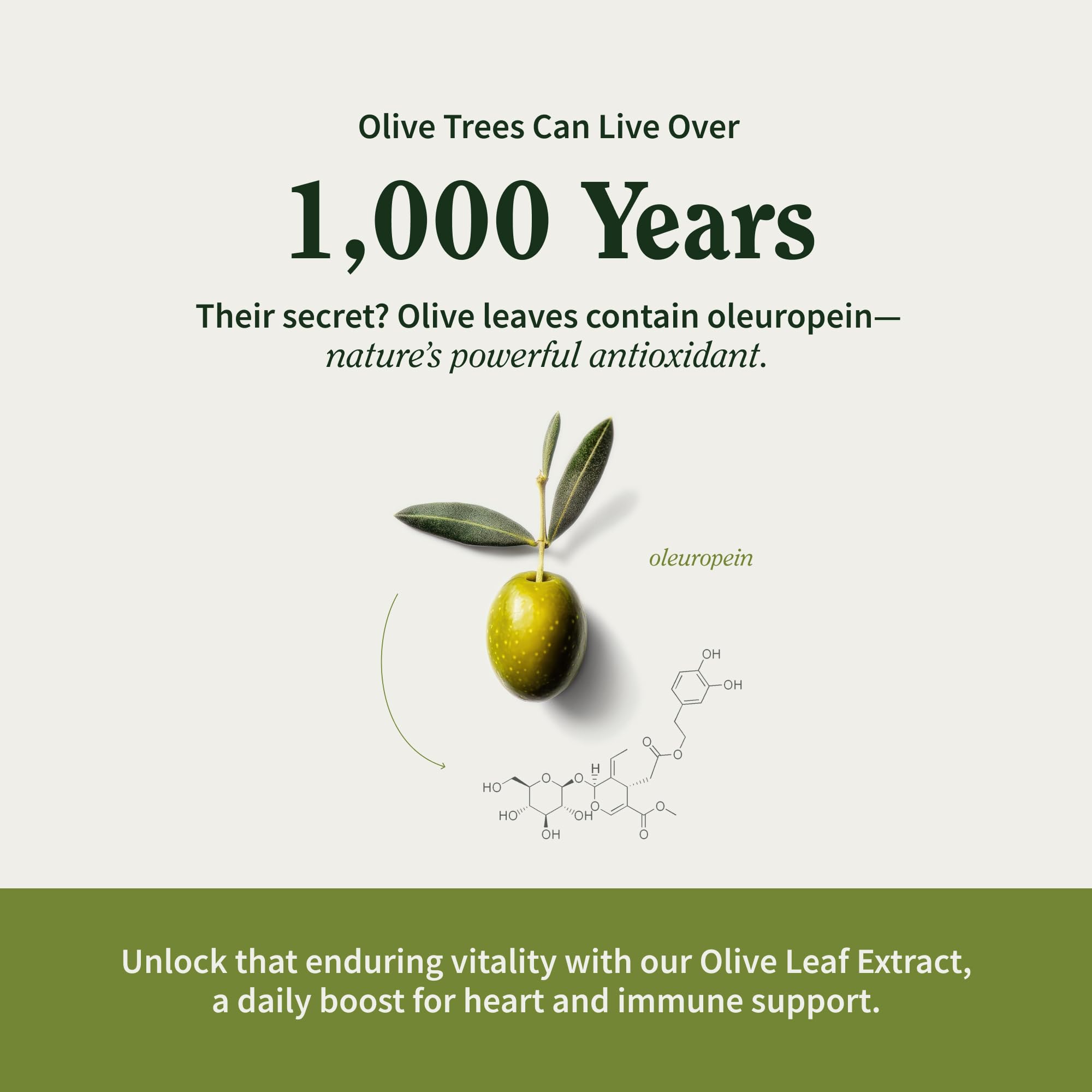 olive leaf extract for blood flow