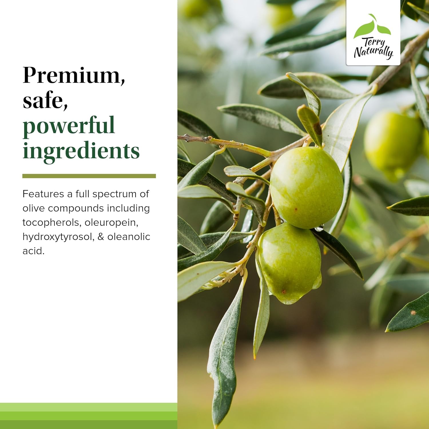 olive leaf extract for daily health