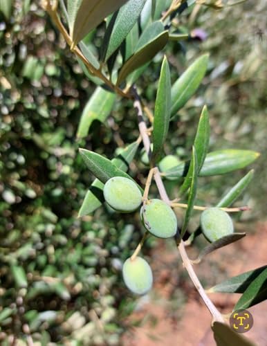 olive leaf extract for digestive health
