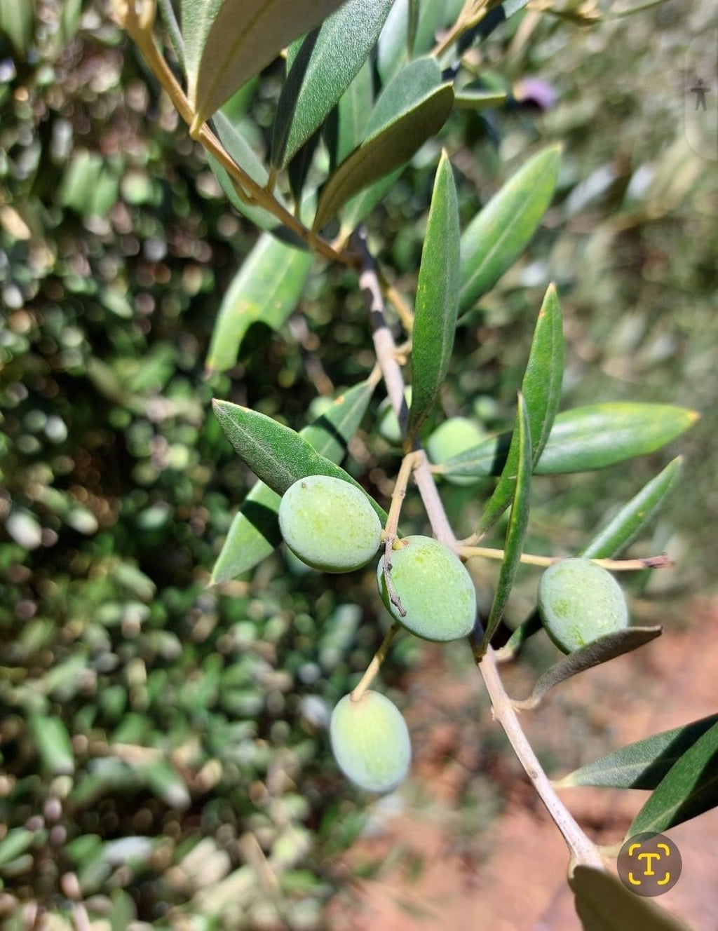olive leaf extract for stress relief