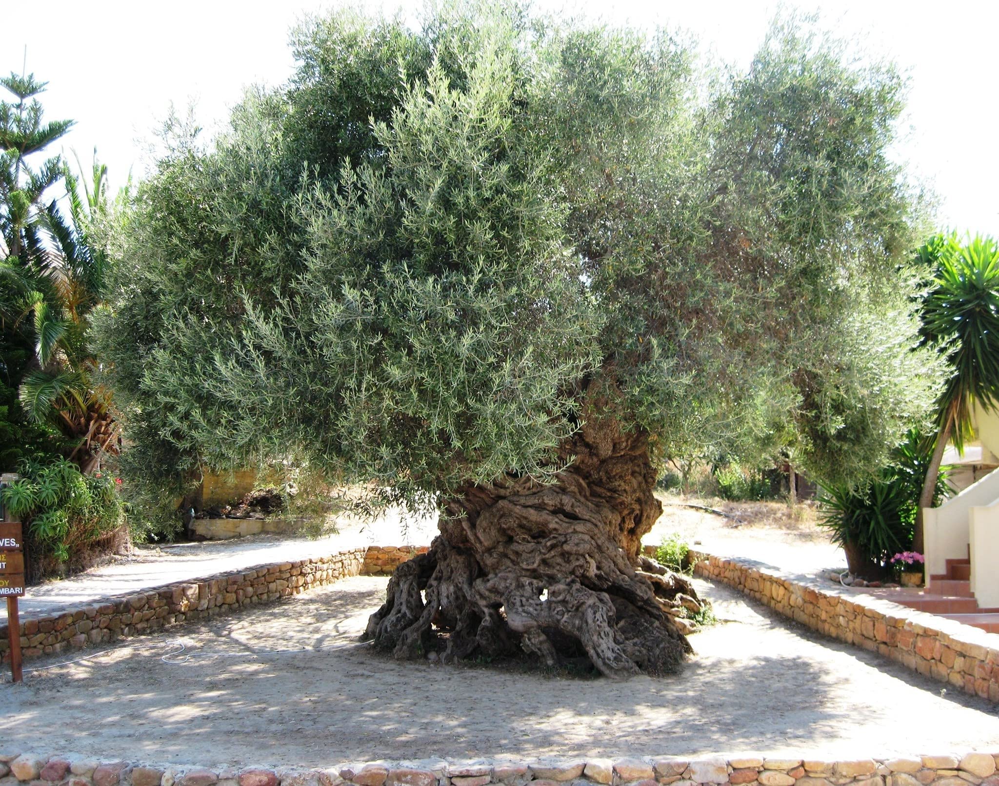 olive leaf extract for stress relief