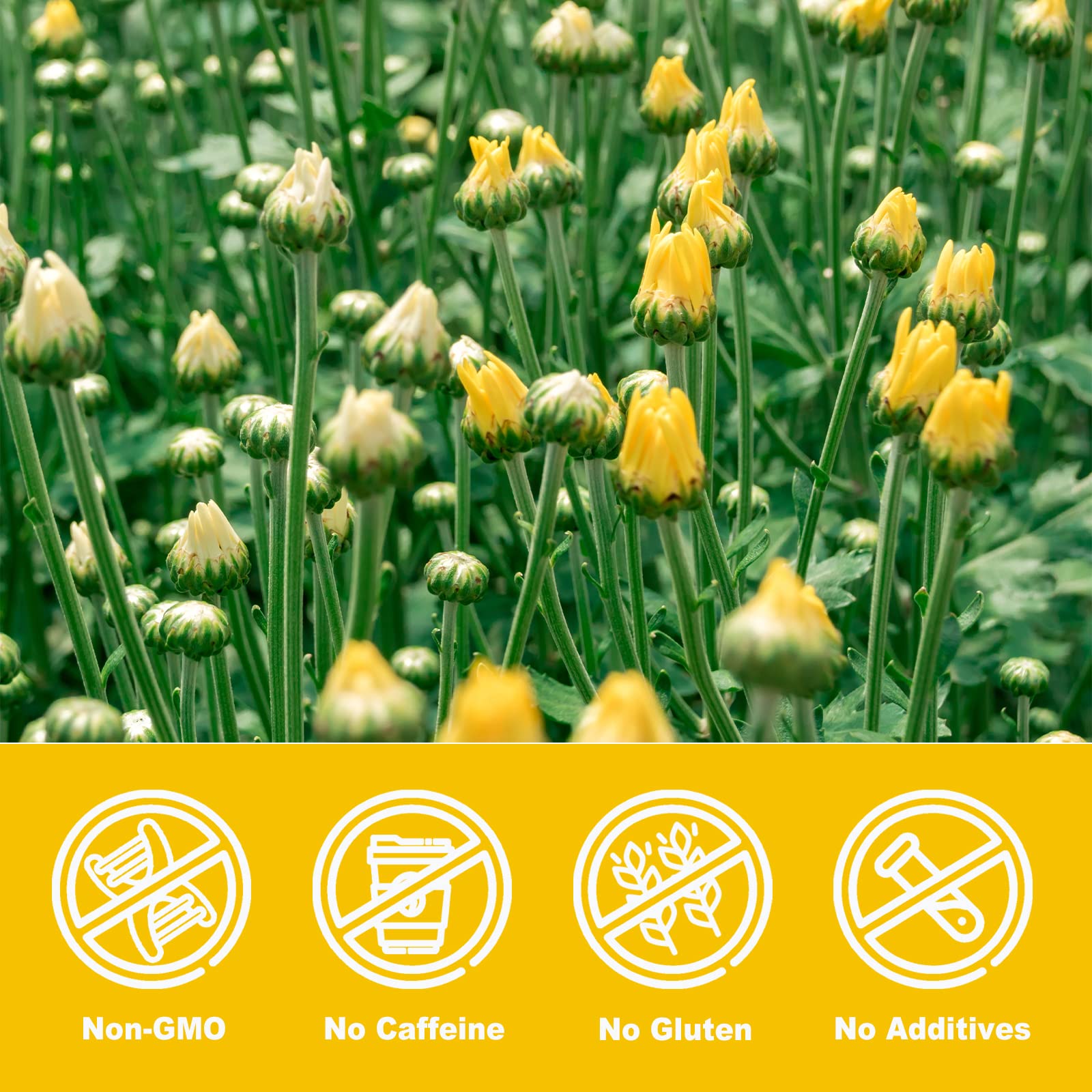 Olvvla chrysanthemum tea for wellness