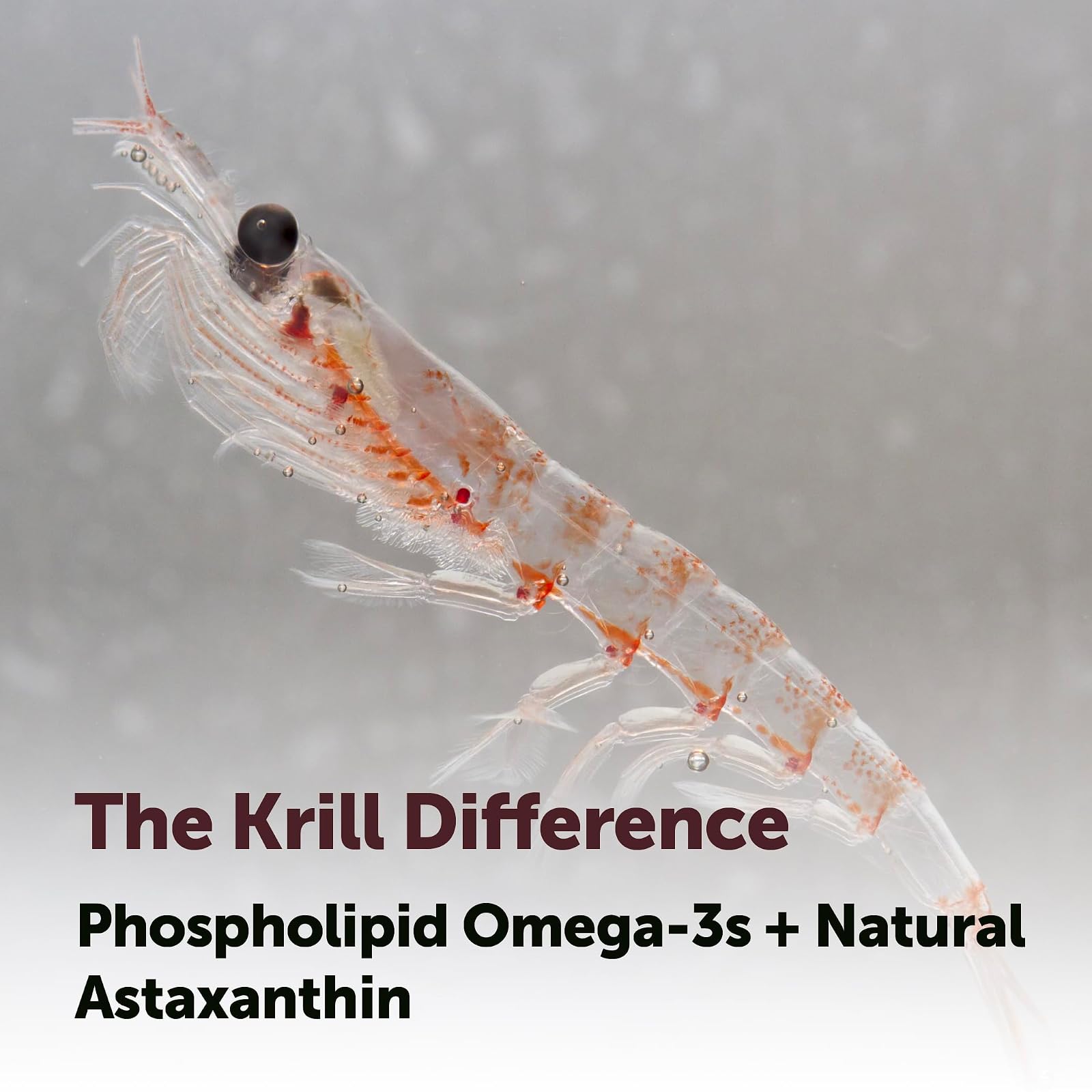 omega-3 rich krill oil