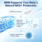 Oopeatol NMN for healthy aging