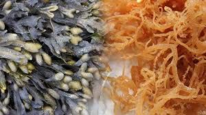 optimal health with bladderwrack mix