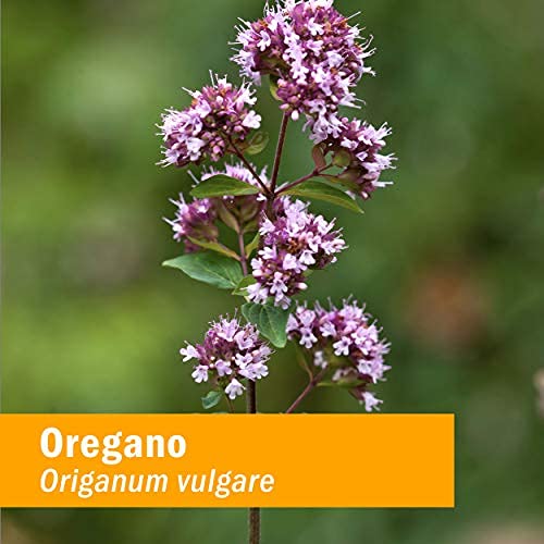oregano oil for everyday health