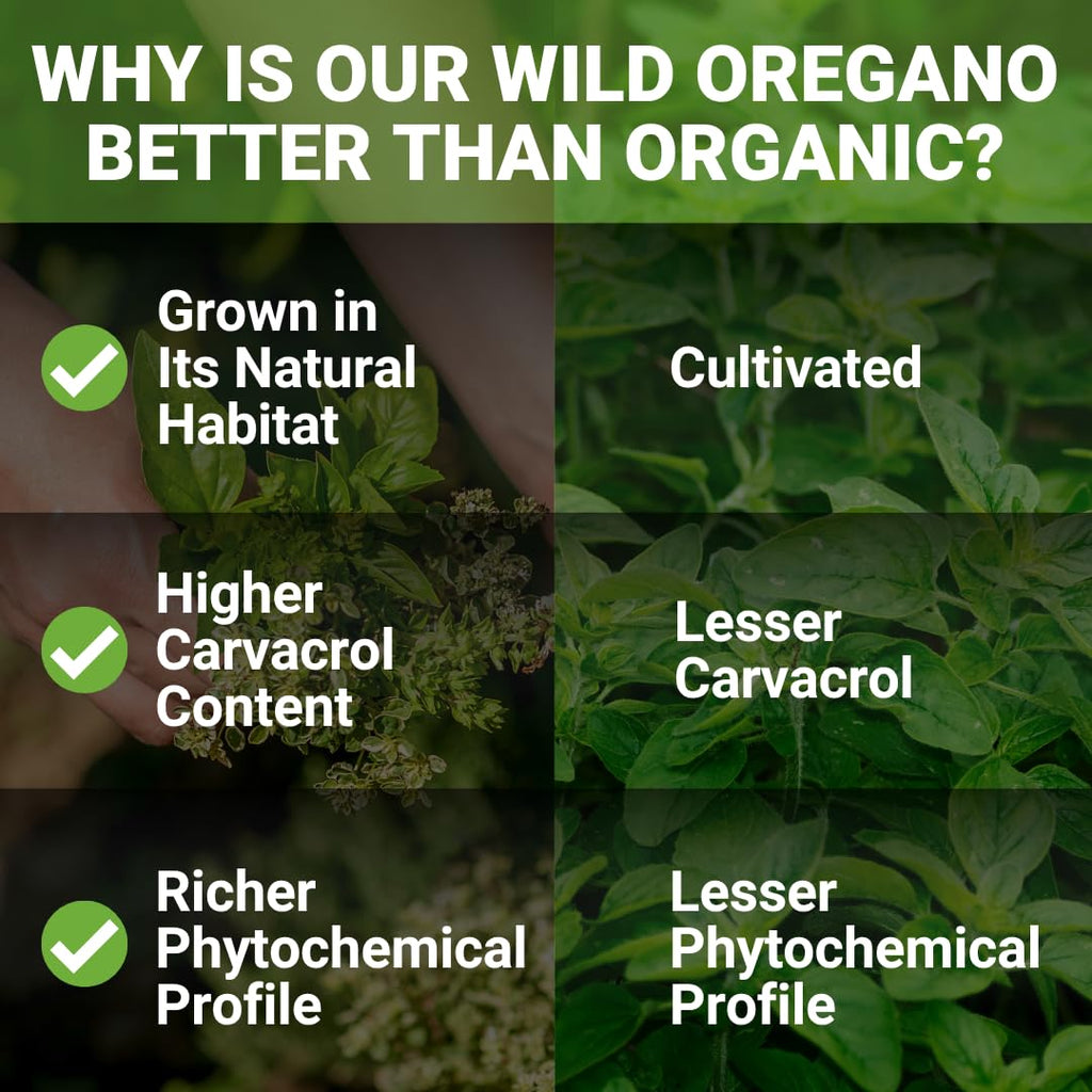 oregano oil for overall wellness